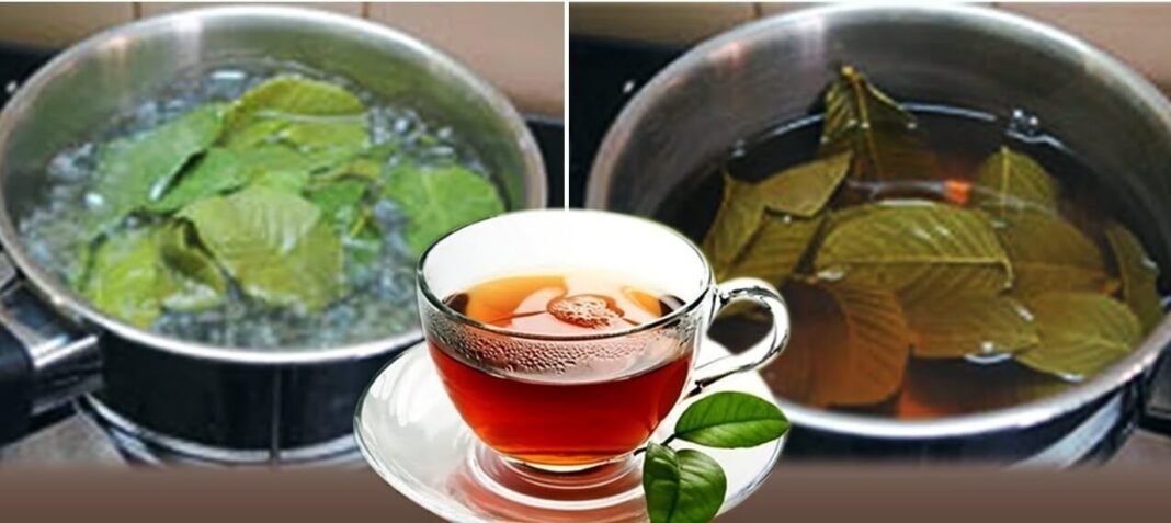 Enhance your beauty and health with Guava leaves